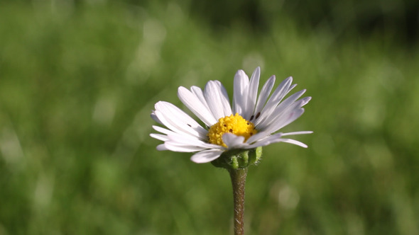 Sliding Flowers 01, Stock Footage | VideoHive