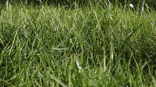 Sliding Grass 01, Stock Footage | VideoHive