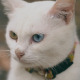 White Cat, Stock Footage | VideoHive