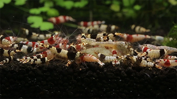 Shrimps, Stock Footage | VideoHive