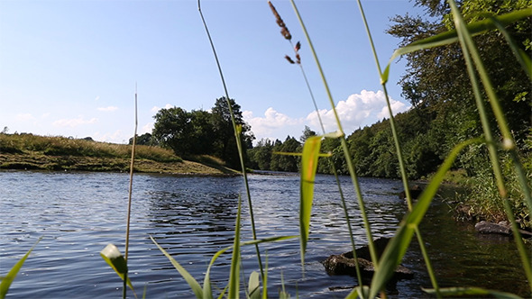 River Reeds, Stock Footage | VideoHive