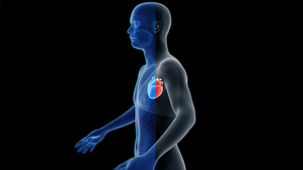 Heart, Motion Graphics | VideoHive