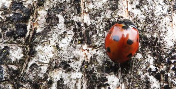 Ladybug On Tree, Stock Footage | VideoHive