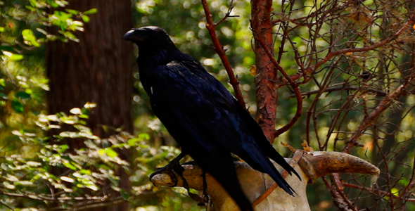 Bird Raven 3 , Stock Footage | VideoHive