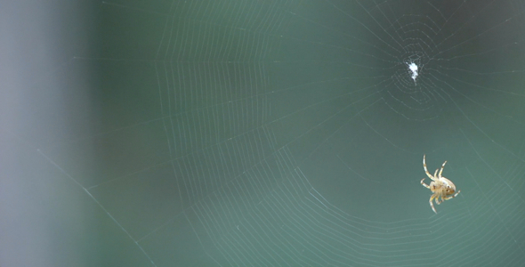 Spider Weaving Orb Web in Conifer Woods, Stock Footage | VideoHive