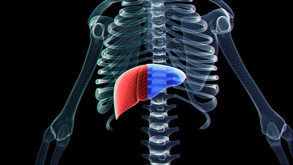 Liver And Skeleton, Motion Graphics | VideoHive