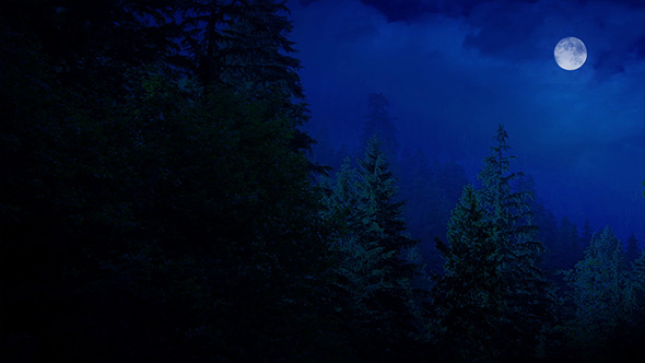 Night Forest With Moon, Stock Footage | VideoHive