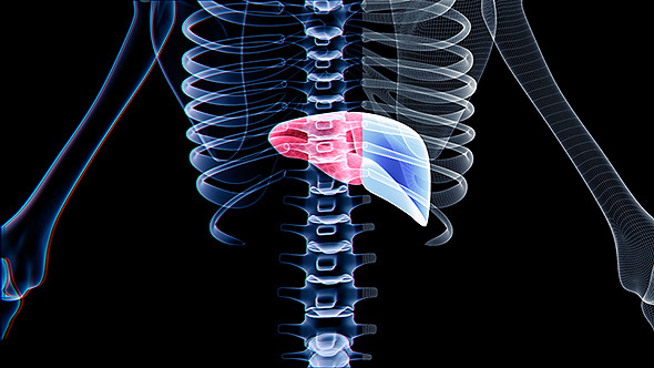 Liver And Skeleton 2, Motion Graphics | VideoHive