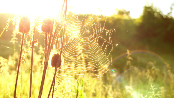 Cobwebs in the Meadow and Shining Sun, Stock Footage | VideoHive