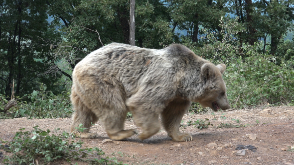 Bear Walking on a Path, Stock Footage | VideoHive