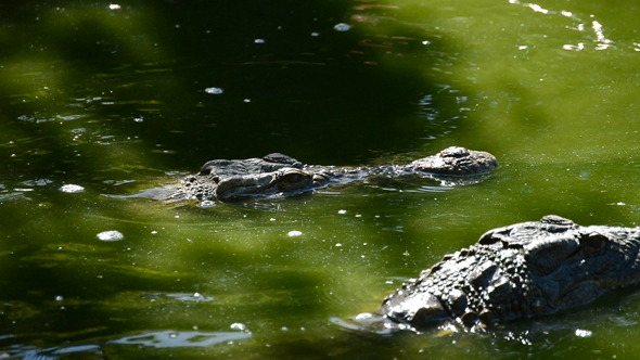 Crocodile or Alligator Dipping in River, Stock Footage | VideoHive