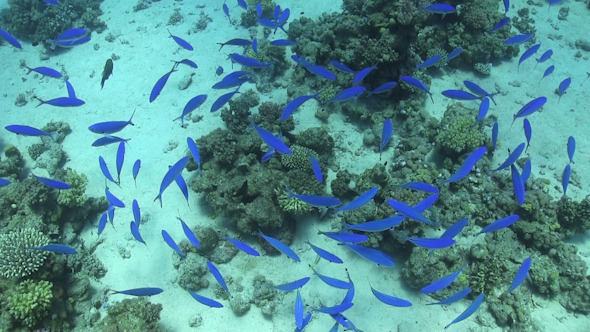 Shoal of Blue Fish on Coral Reef 953, Stock Footage | VideoHive