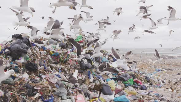 Birds flying over rubbish piled on a landfill full of trash, Stock Footage