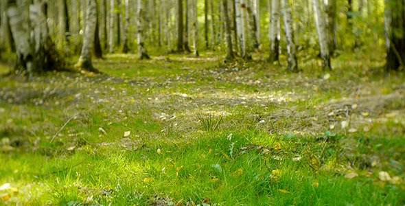 Green Grass In The Forest 2 , Stock Footage | VideoHive