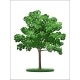 Green Maple Tree, Vectors | GraphicRiver