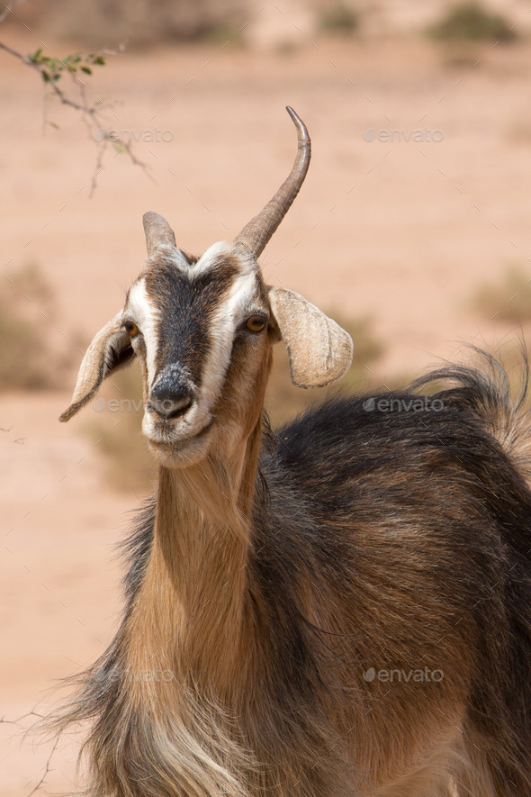 Moroccan goat portrait Stock Photo by piccaya | PhotoDune