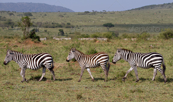Three Zebras Walking in a row - Stock Image - Everypixel
