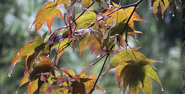 Autumn Rain - Maple Trees - 2, Stock Footage | VideoHive