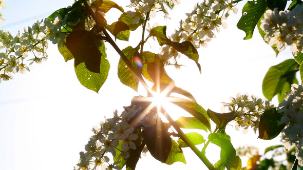 Sun Shines Through Flowers, Stock Footage | VideoHive