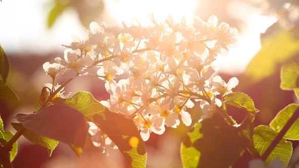 Sun Shines Through Flowers, Stock Footage | VideoHive