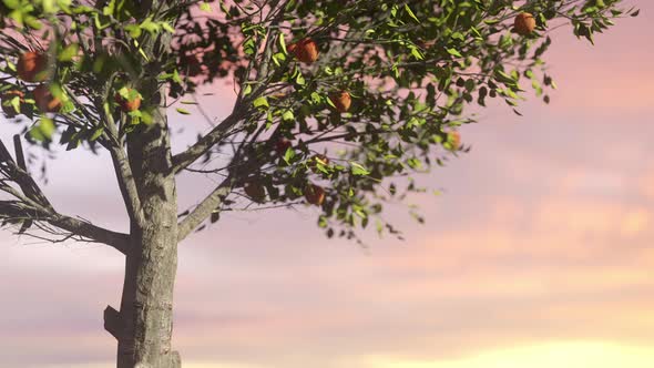 Red Apples In A Tree At Sunset, Motion Graphics | VideoHive