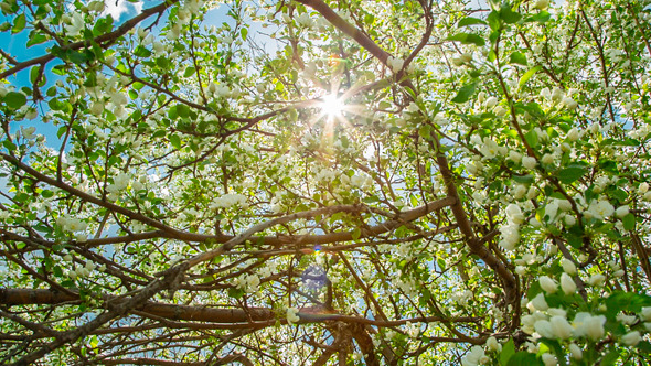 Sun Shining Through Blossom Apple Tree, Stock Footage | VideoHive