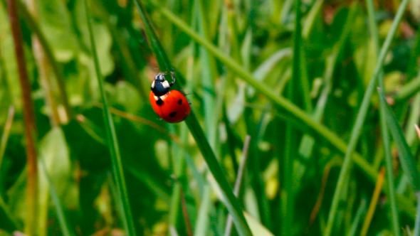 Ladybug On Green Grass, Stock Footage | VideoHive