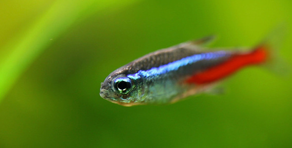 Neon Fish, Stock Footage | VideoHive
