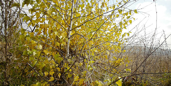 Autumn Dry Bush, Stock Footage | VideoHive