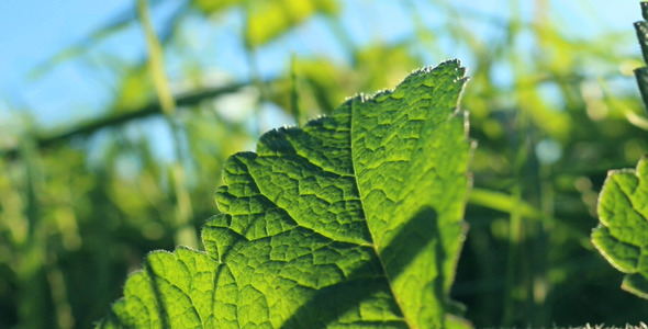 Green Leaves Moving In The Wind, Stock Footage | VideoHive