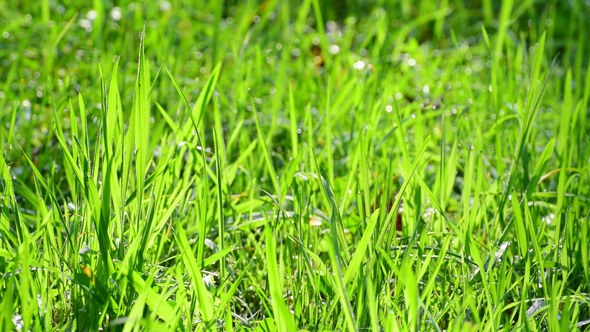 Grass, Stock Footage | VideoHive