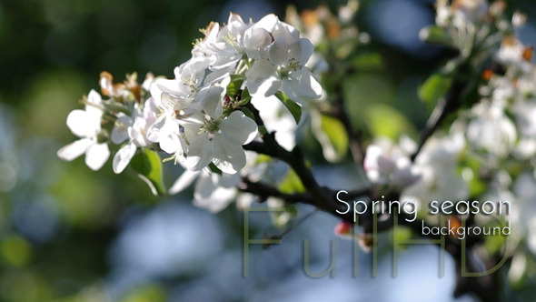 Springtime, Stock Footage | VideoHive