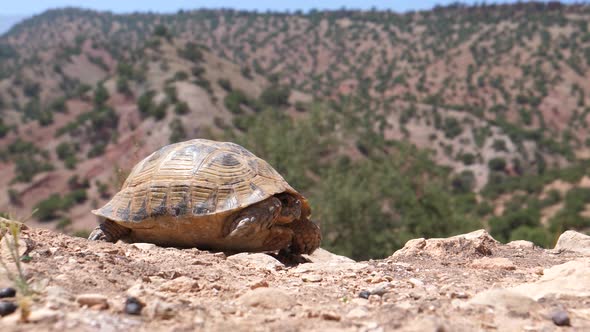 Moroccan tortoise in Morocco, Stock Footage | VideoHive