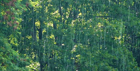 The Rain and the Green Nature Trees, Stock Footage | VideoHive