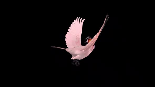 White Doves - Flock of 5 - Flying Transition by VideoMagusFX | VideoHive