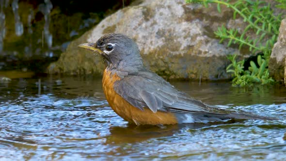An American robin splashing and playing in the water on a hot day ...