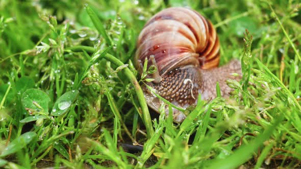 Snail (4K), Stock Footage | VideoHive