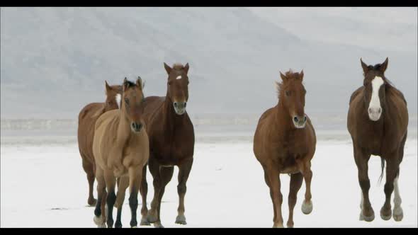 Slow motion of horses running from the distance, Stock Footage | VideoHive