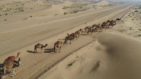 Aerial view of a group of camels in the desert curious with drone, U.A ...