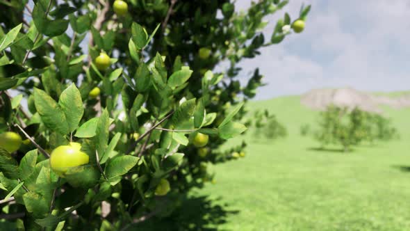 3d Closeup of Green Lemon Tree, Motion Graphics | VideoHive