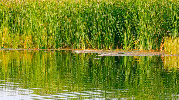 Water Ripple On Pond, Stock Footage | VideoHive