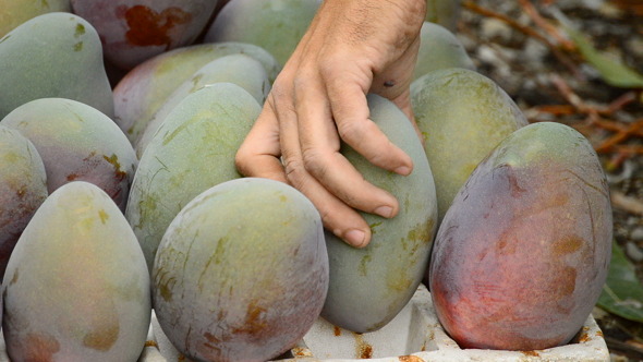 Collecting Mango Fruit, Stock Footage | VideoHive