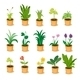 Plant Collection, Vectors | GraphicRiver