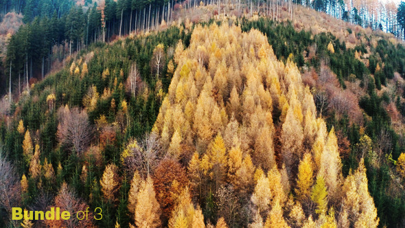 Flying Over the Conifers in the Autumn, Stock Footage | VideoHive