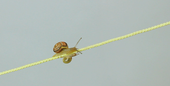 Two Snails Doing Battle Along A Yellow String, Stock Footage | VideoHive