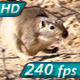 Running Gopher, Stock Footage | VideoHive