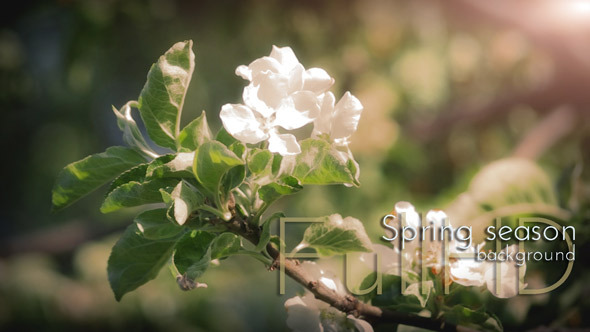 Spring, Stock Footage | VideoHive