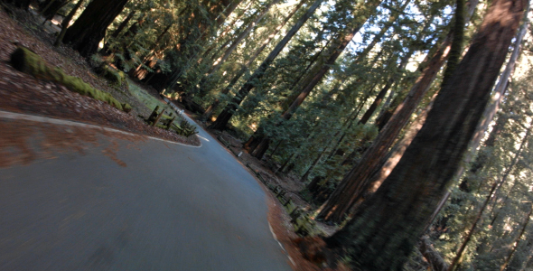 Driving Through Forrest, Stock Footage | VideoHive