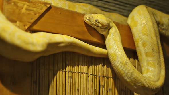 Pyhton Snake, Stock Footage | VideoHive