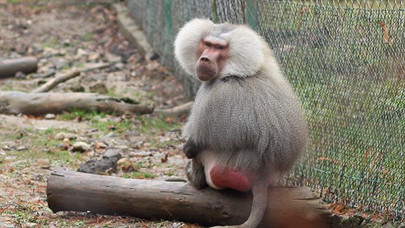 Grey Baboon, Stock Footage | VideoHive